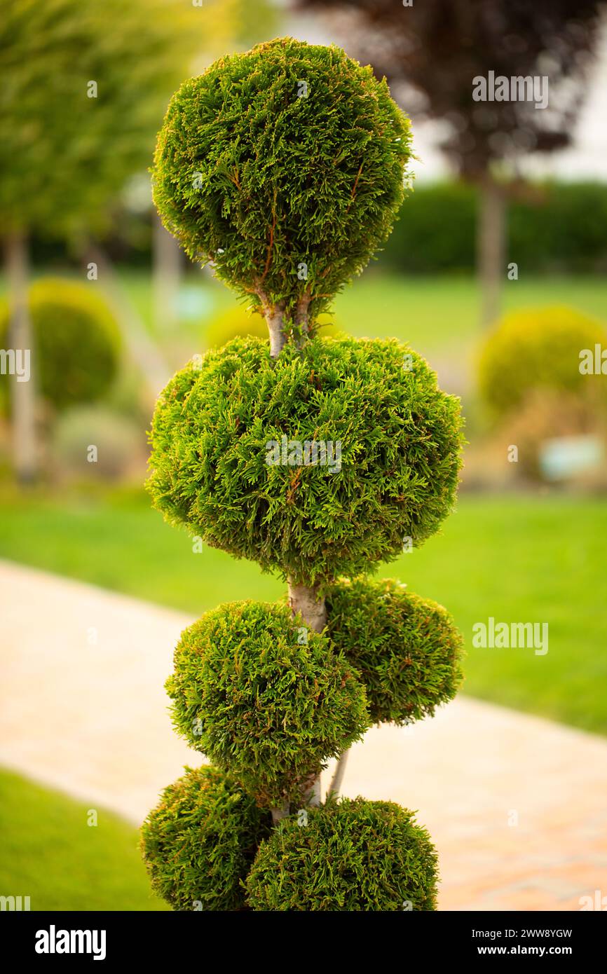 Topiary Elegance: Plants Styled with Geometric Precision Stock Photo ...