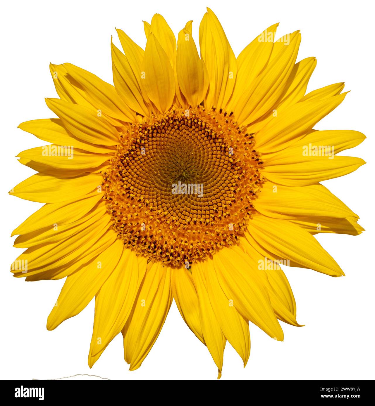 Bright glow sun on Cut Out Stock Images & Pictures - Alamy