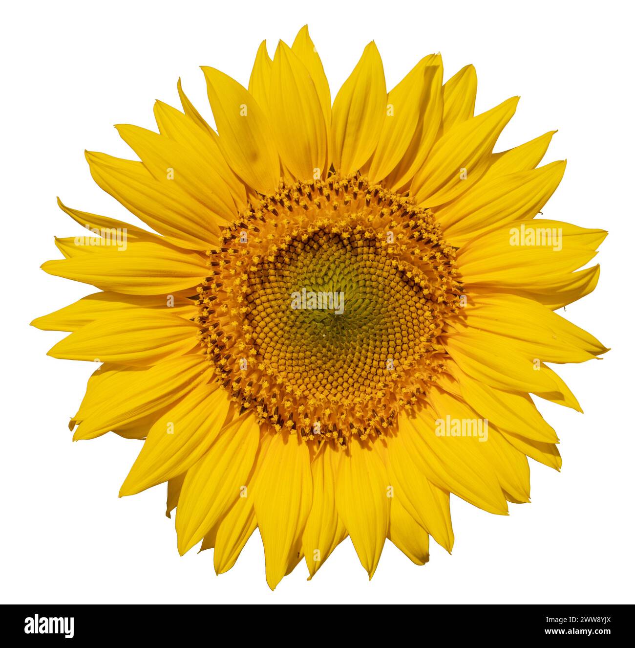 Sunflower Solitude: Radiant Blossom in Isolation Stock Photo - Alamy