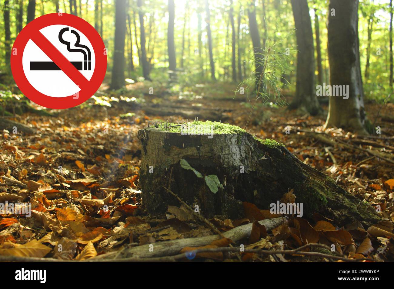 No smoking sign outdoor in a forest Stock Photo - Alamy
