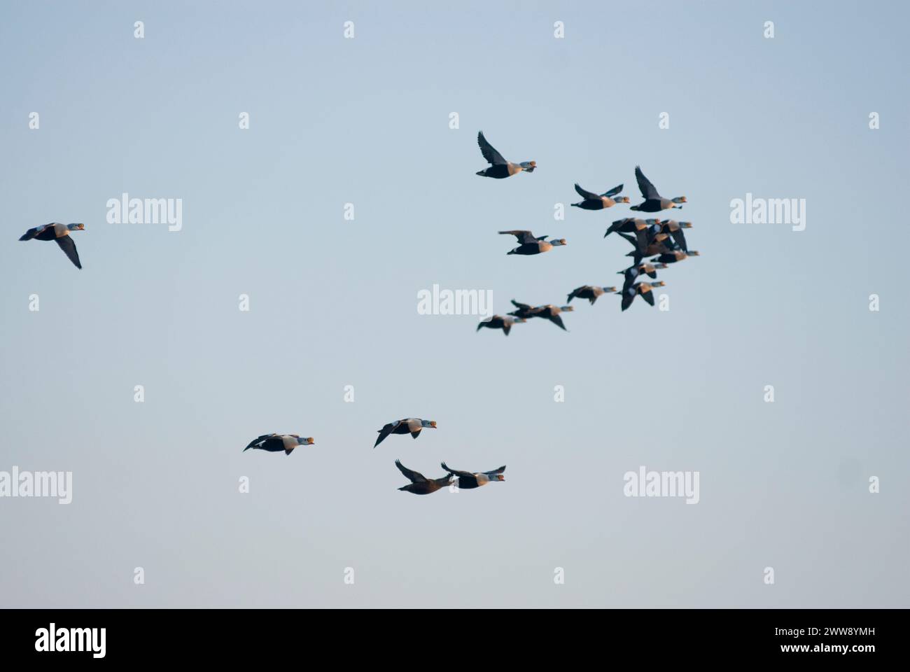 King eider Somateria spectabilis ducks in flight over open lead Chukchi ...