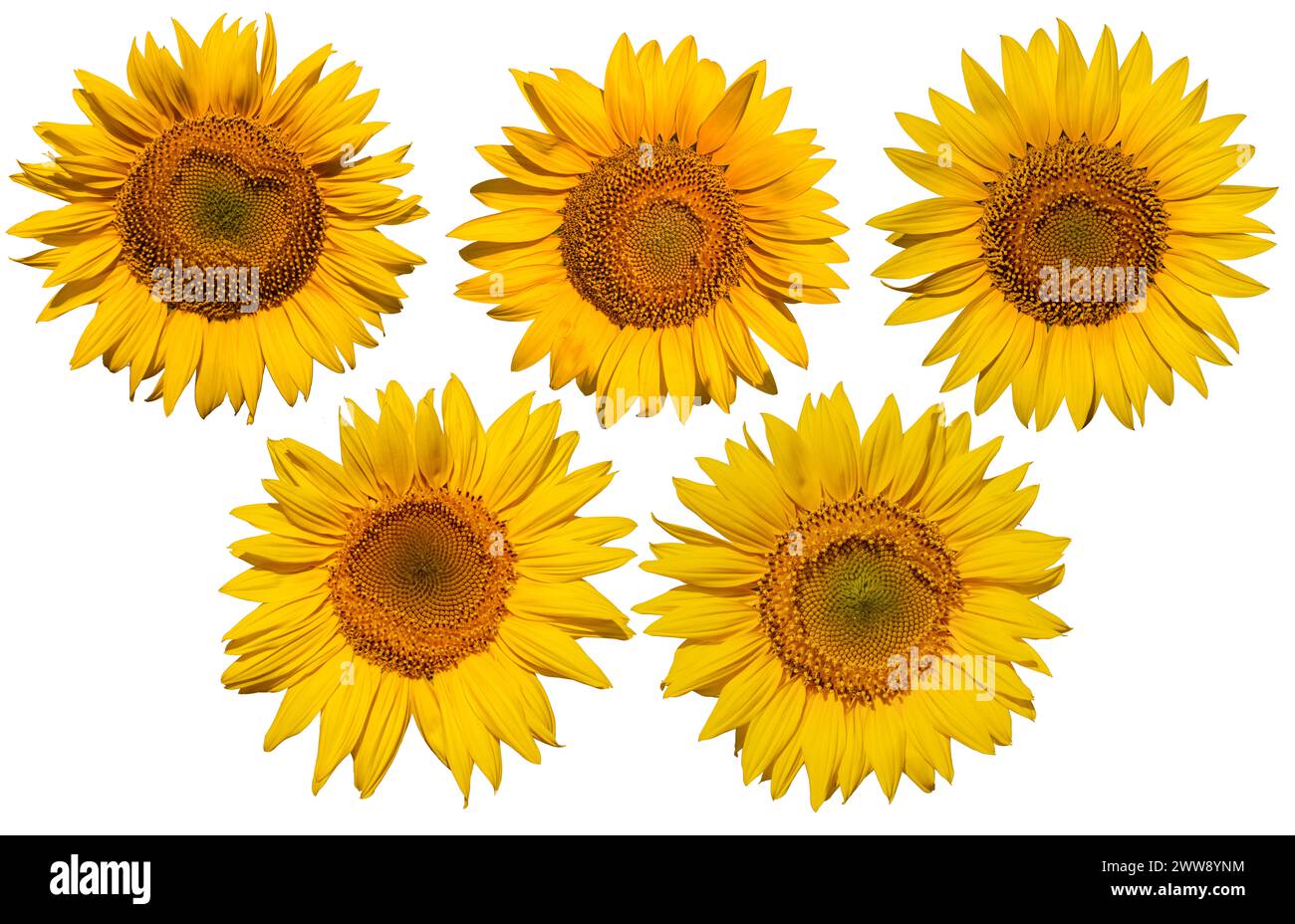 Five sunflowers Cut Out Stock Images & Pictures - Alamy