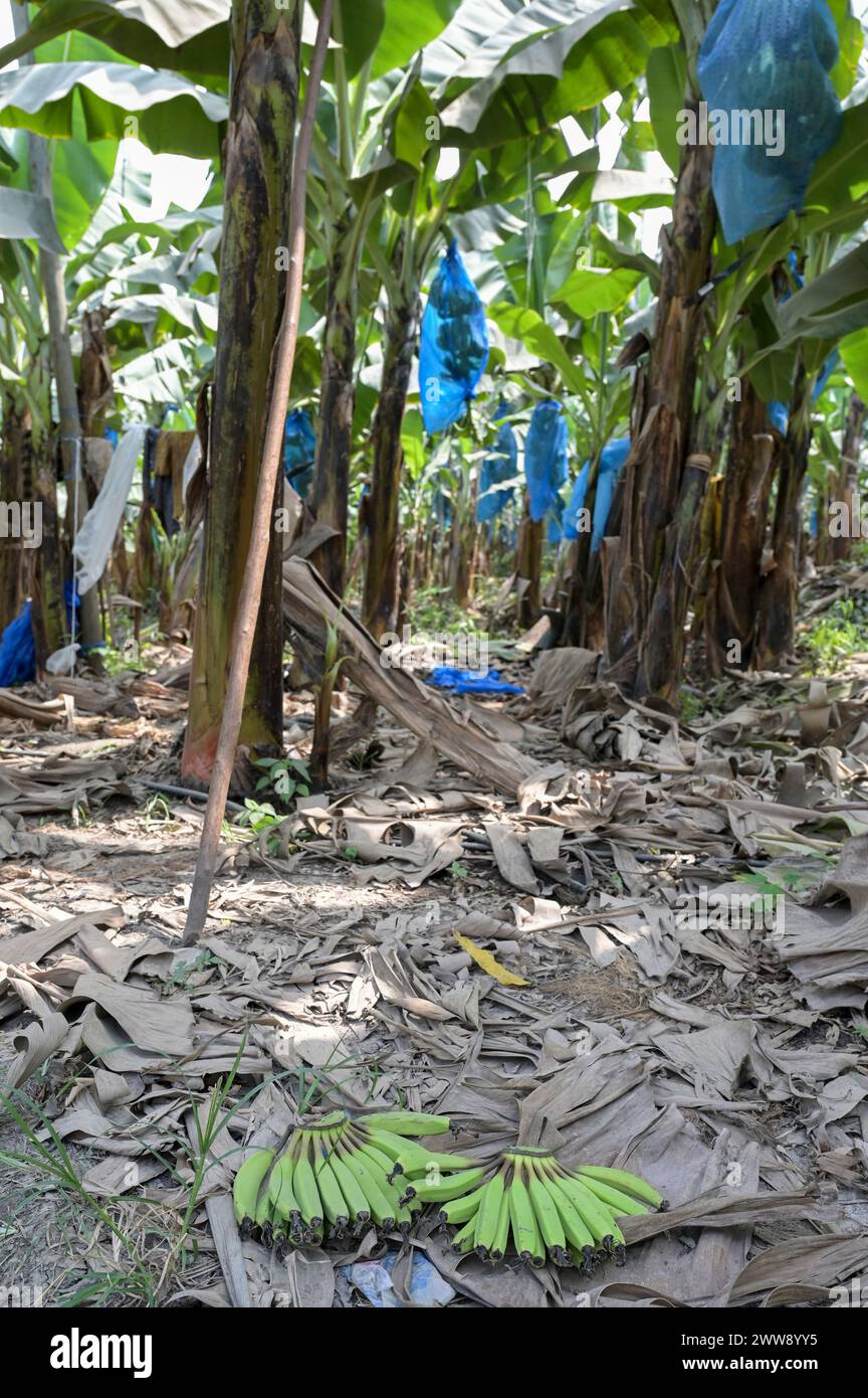 Industrielle plantage hi-res stock photography and images - Alamy