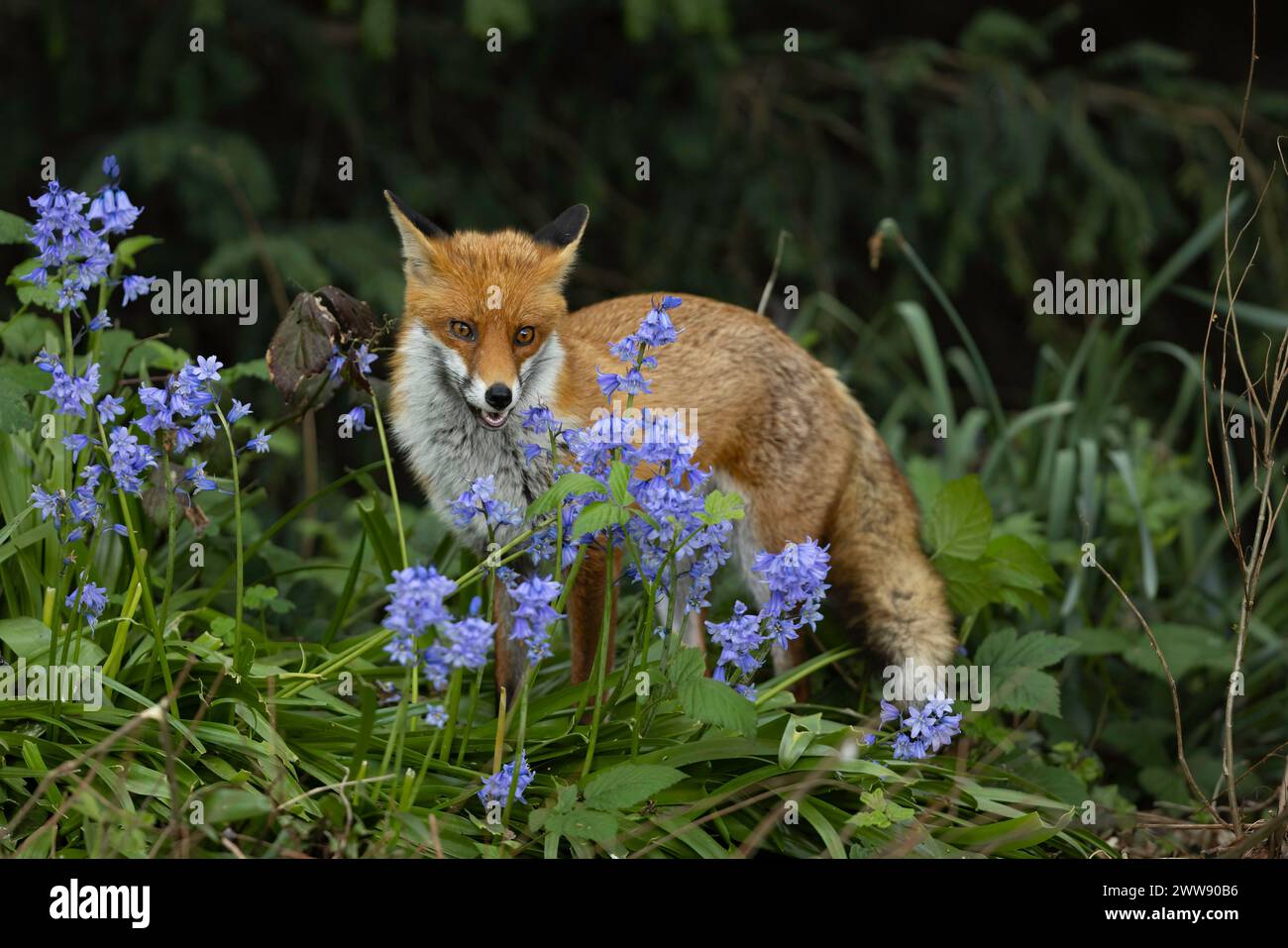 fox among the blue bells Stock Photo - Alamy