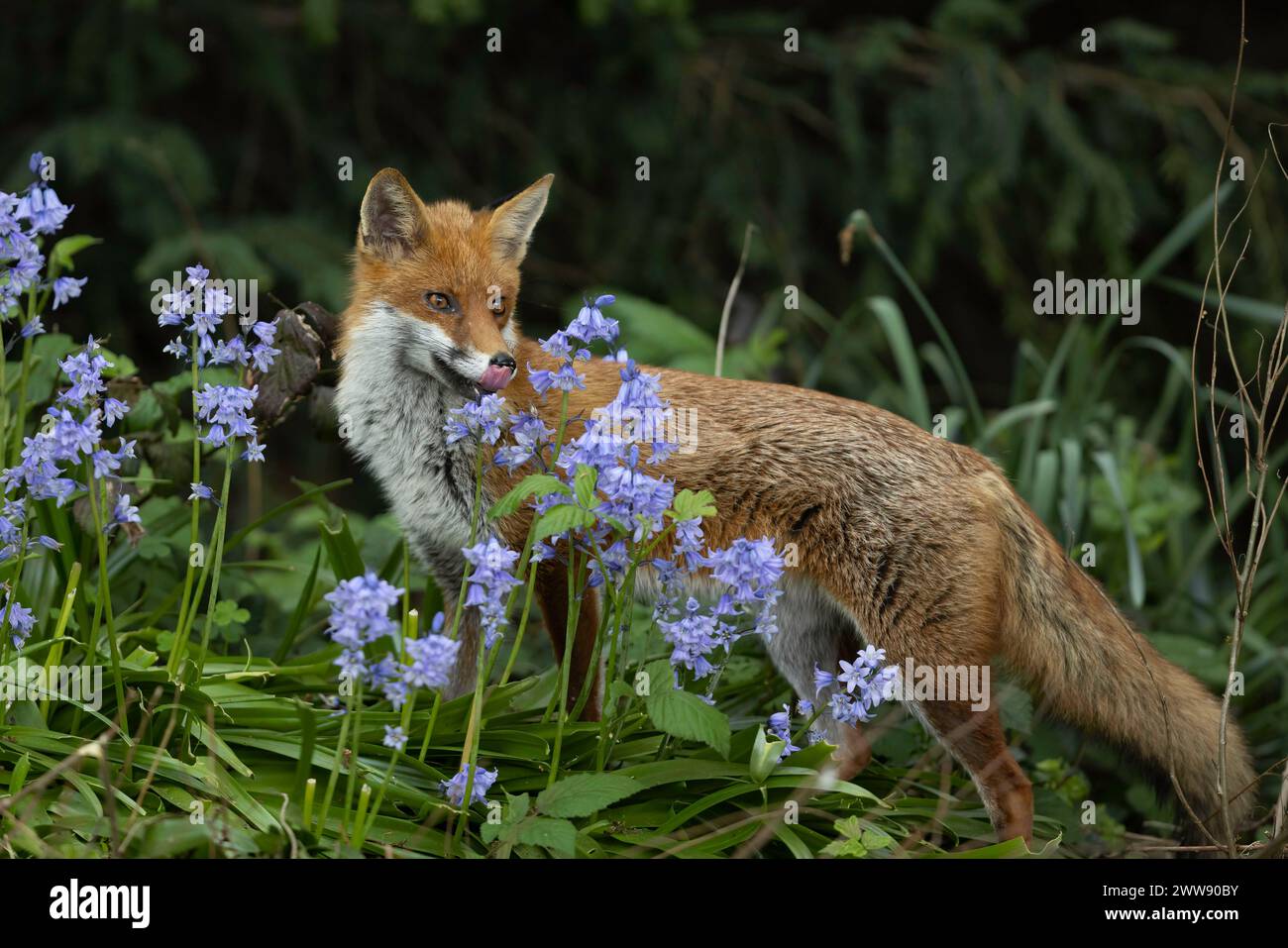fox among the blue bells Stock Photo - Alamy