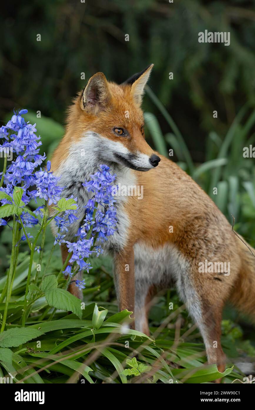 fox among the blue bells Stock Photo - Alamy