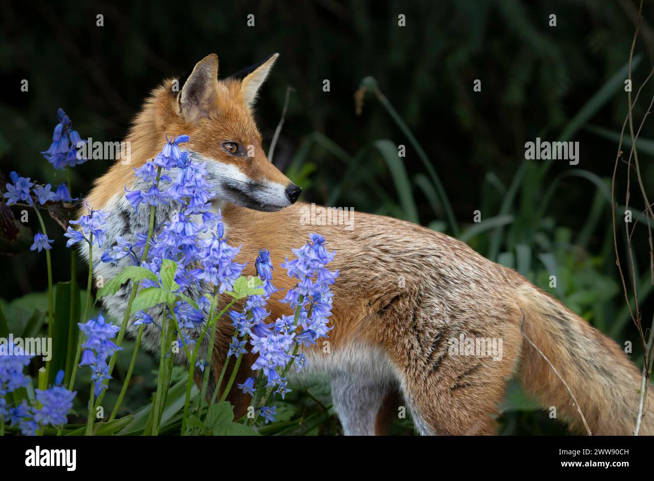 fox among the blue bells Stock Photo - Alamy