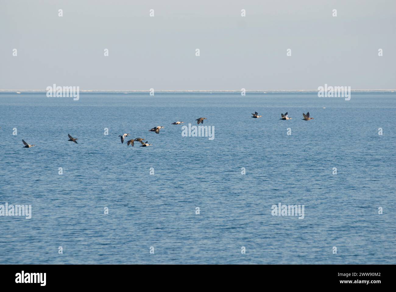King eider Somateria spectabilis ducks in flight over open lead Chukchi ...