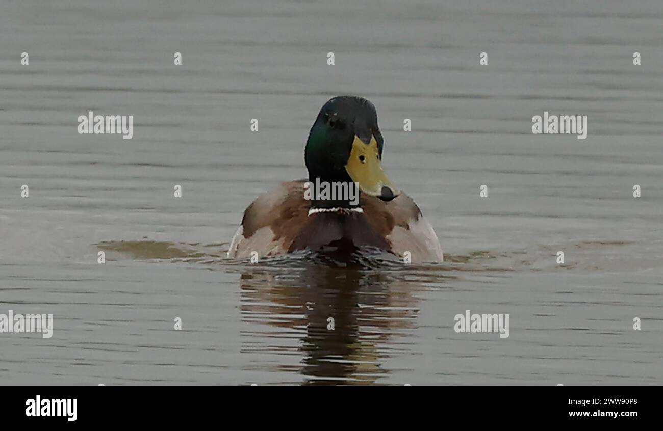Rainham Essex, UK. 22nd Mar, 2024. Mallard in water at RSPB Rainham ...