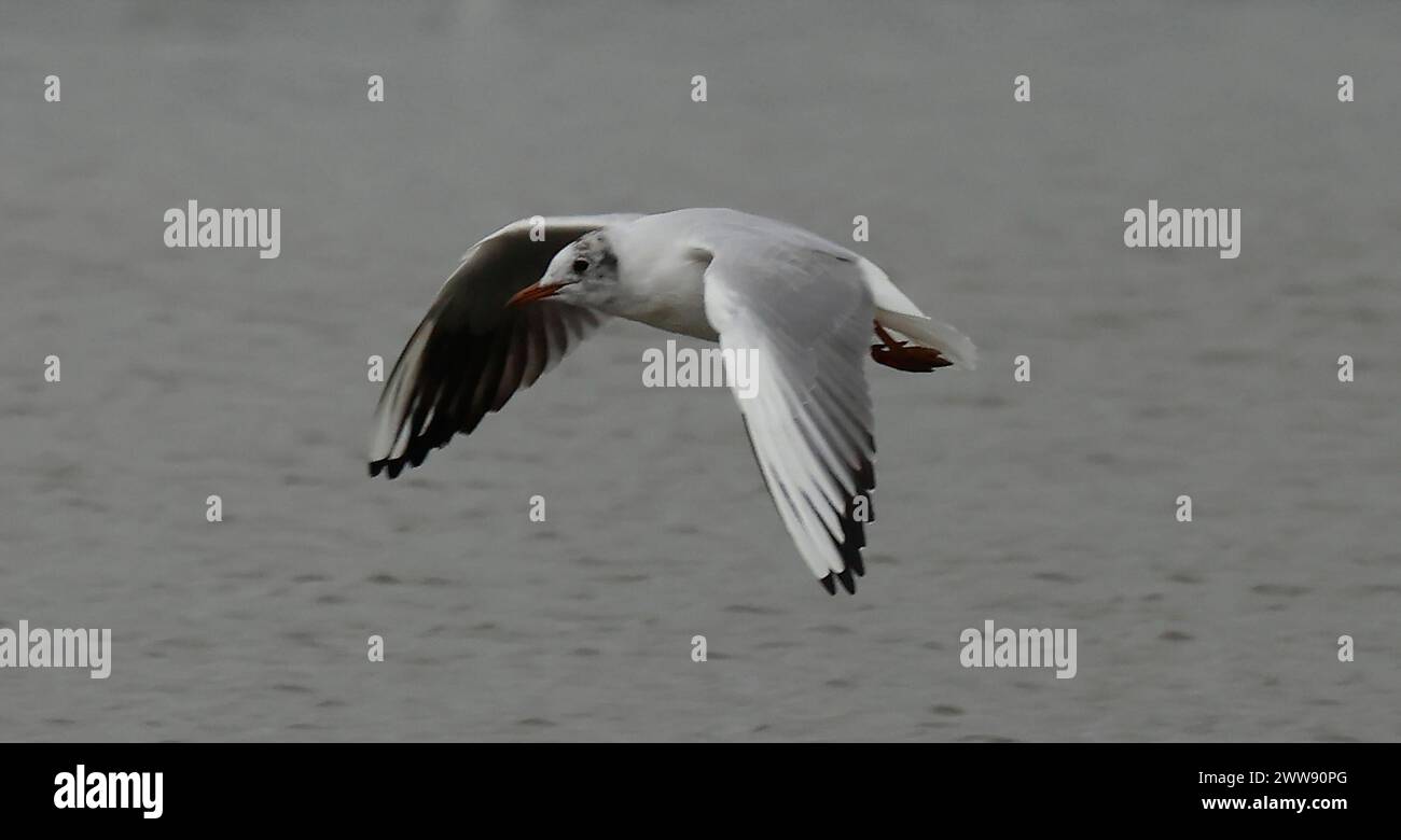 Blacke-Headed Gull in flight at RSPB Rainham Marshes Nature Reserve ...