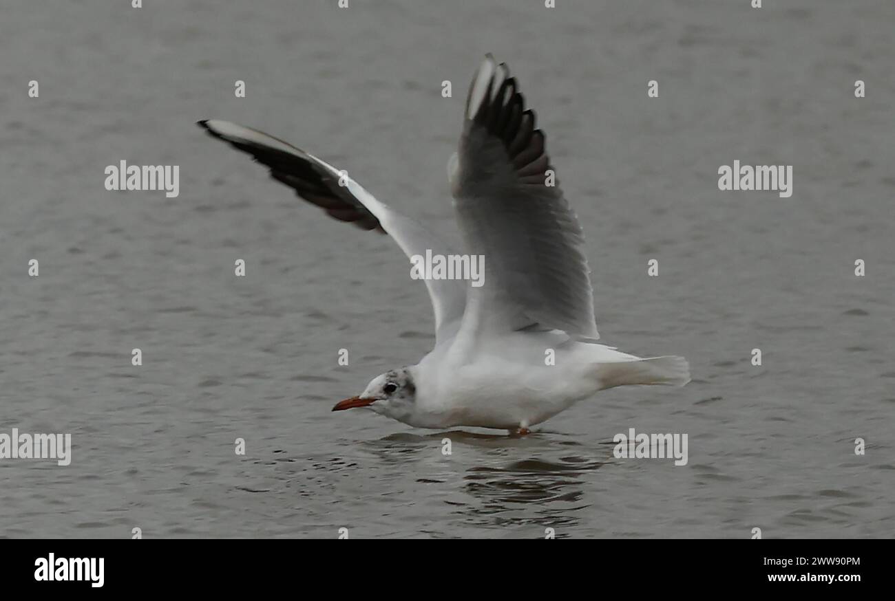 Blacke-Headed Gull in flight at RSPB Rainham Marshes Nature Reserve ...