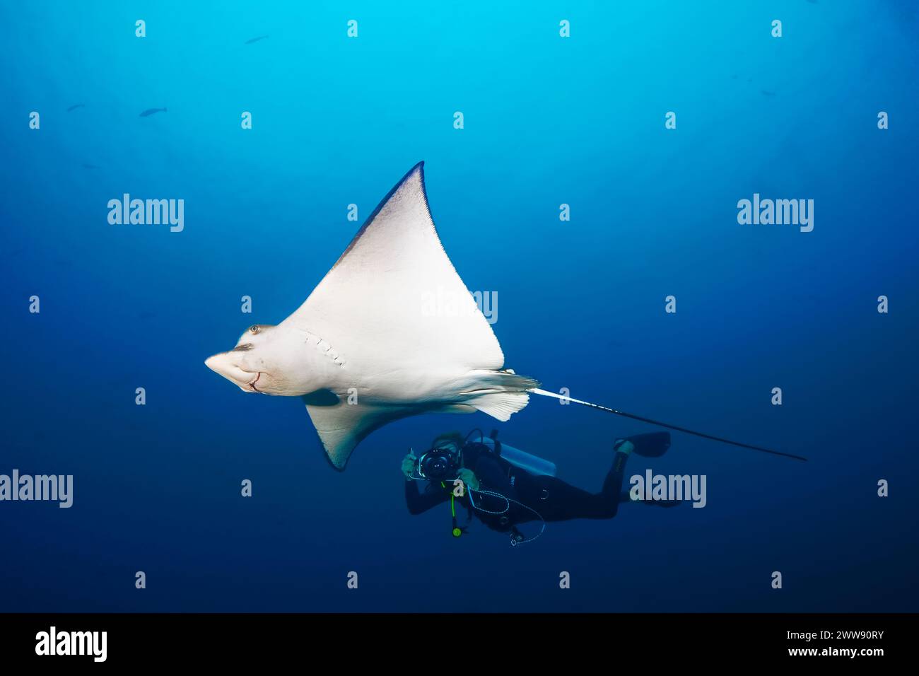 Underwater photography in maldives hi-res stock photography and images ...