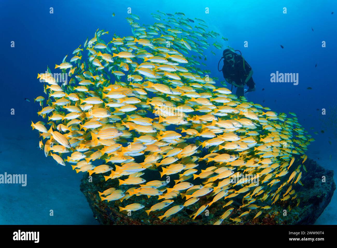 school of fish with diver (yellowtail snappers Stock Photo - Alamy