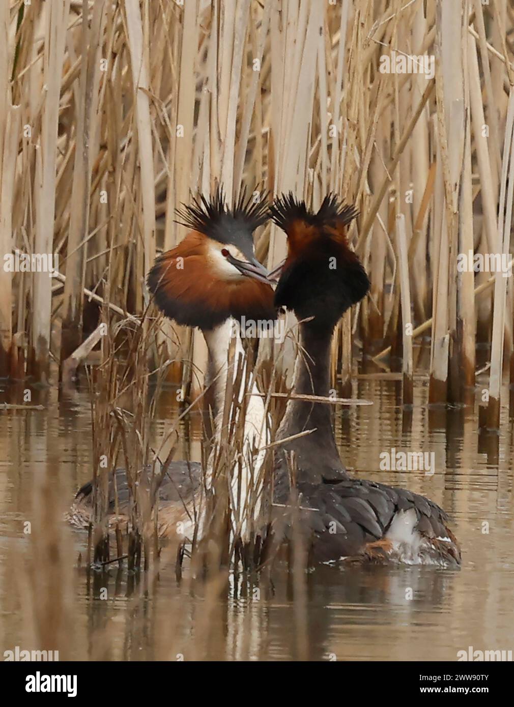 Rainham Essex, UK. 22nd Mar, 2024. Great Crested Greres mating in water ...