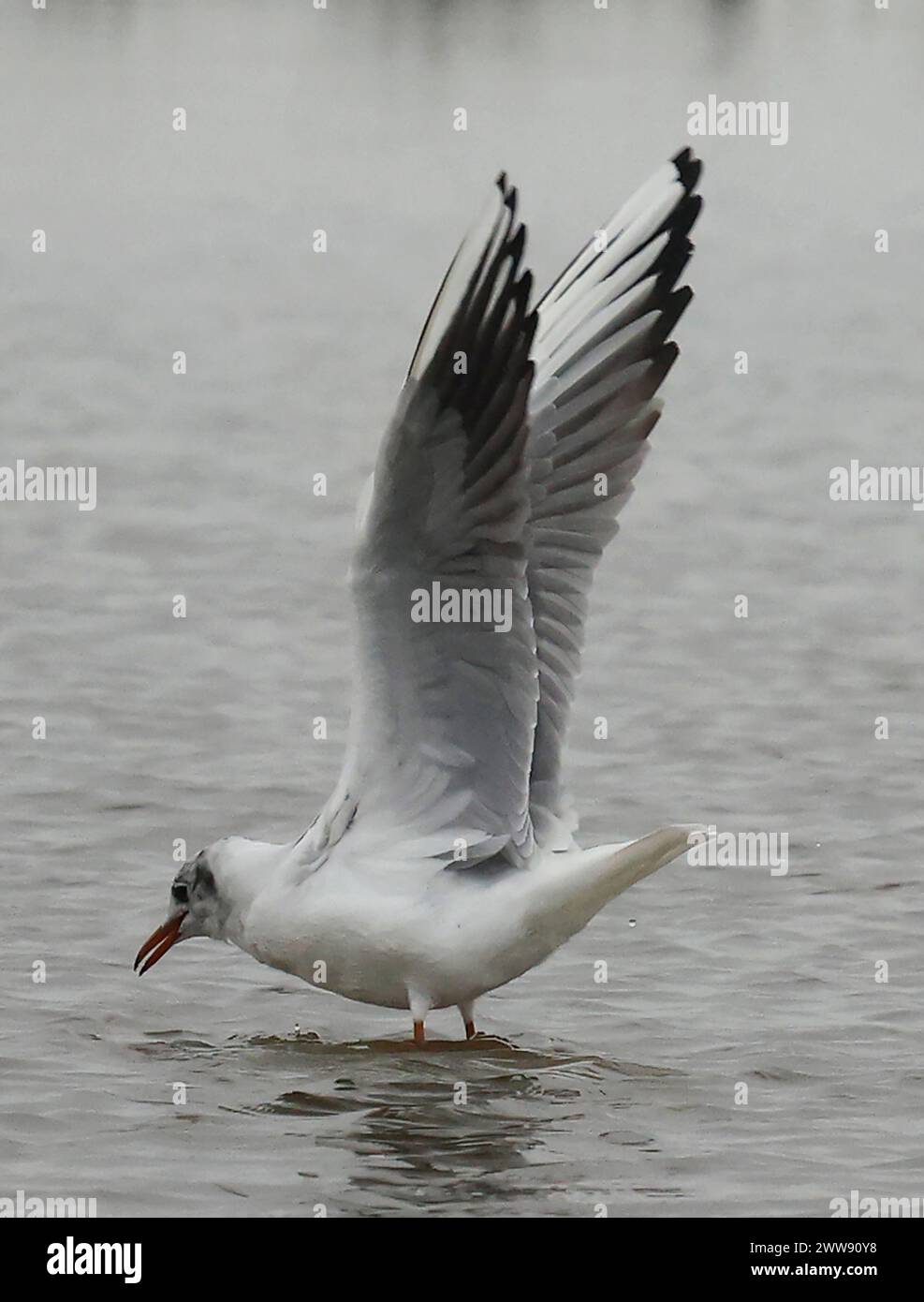 Blacke-Headed Gull in flight at RSPB Rainham Marshes Nature Reserve ...