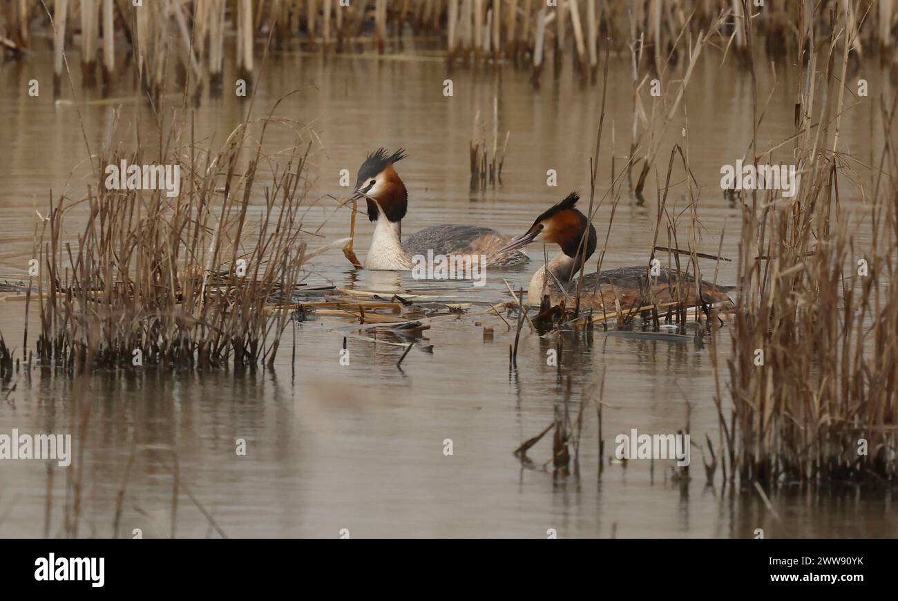 Rainham Essex, UK. 22nd Mar, 2024. Great Crested Greres in water at ...