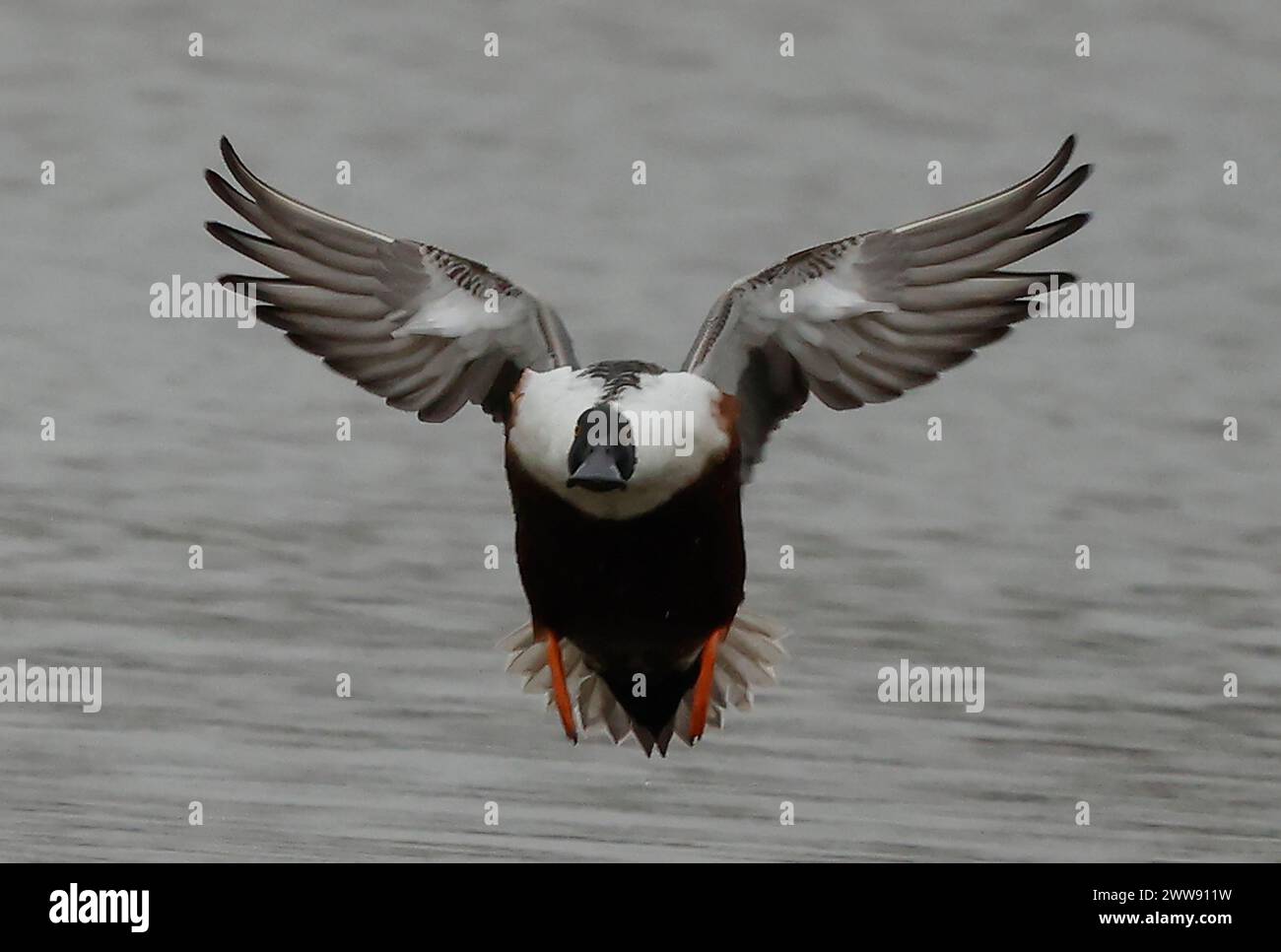 Northern Shoveler in flight at RSPB Rainham Marshes Nature Reserve ...