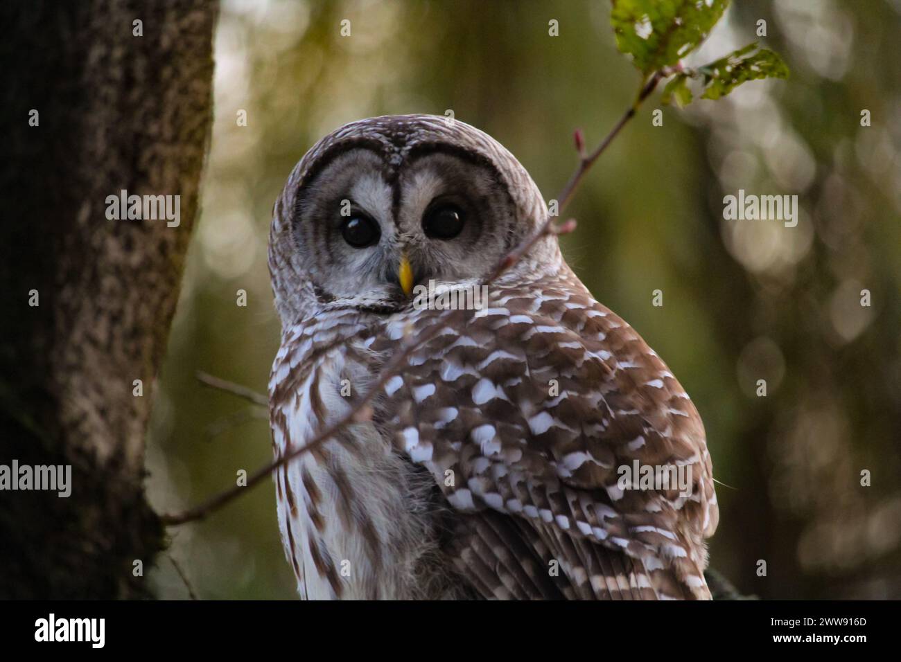 Stunning Barred owl up in a tree Stock Photo - Alamy