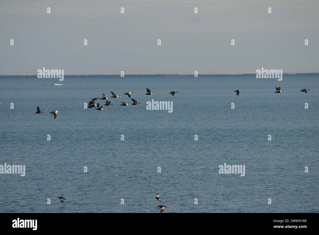 King eider Somateria spectabilis ducks in flight over open lead Chukchi ...