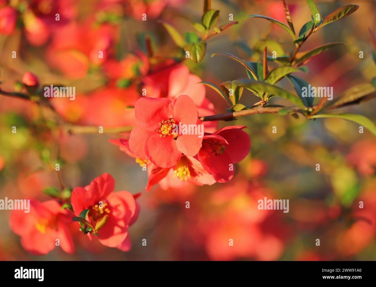 Chaenomeles (Flowering Quince) close up Stock Photo - Alamy