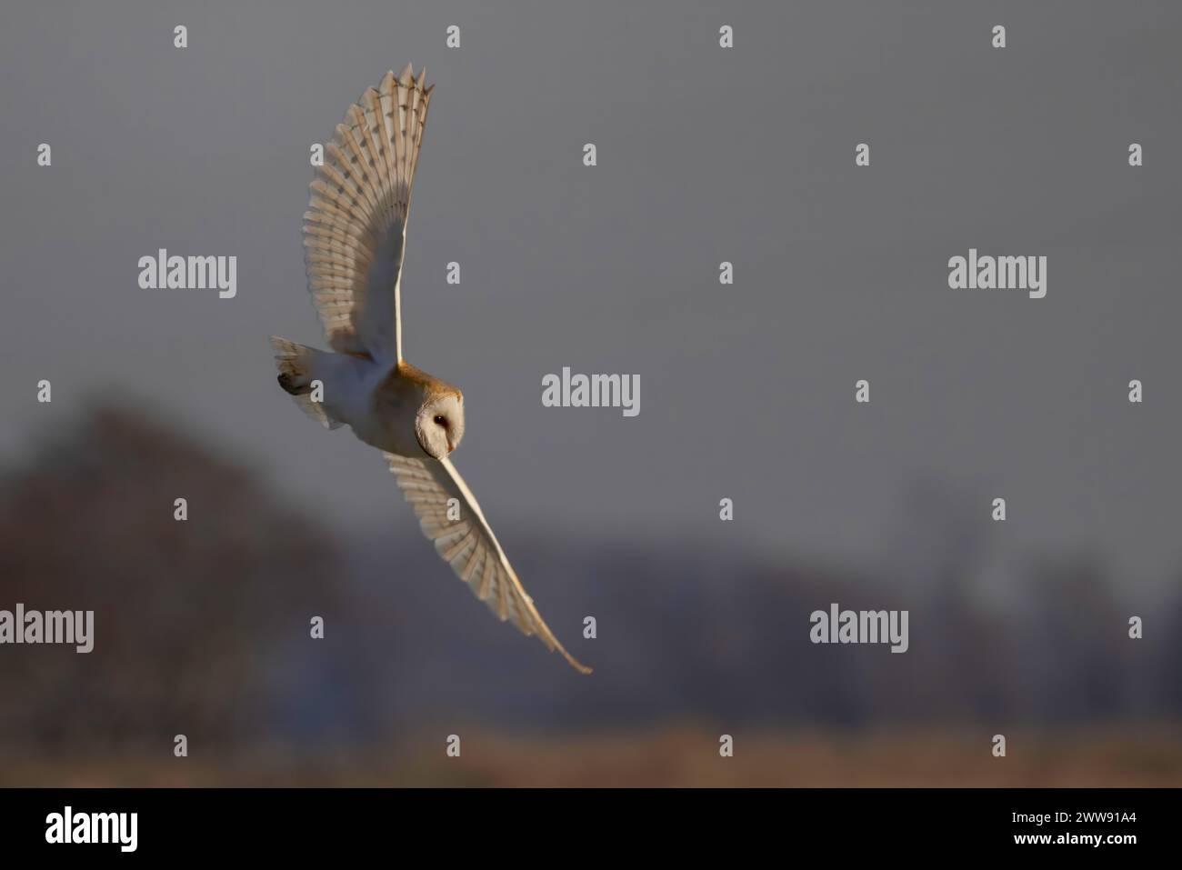 Barn owl in flight Stock Photo - Alamy