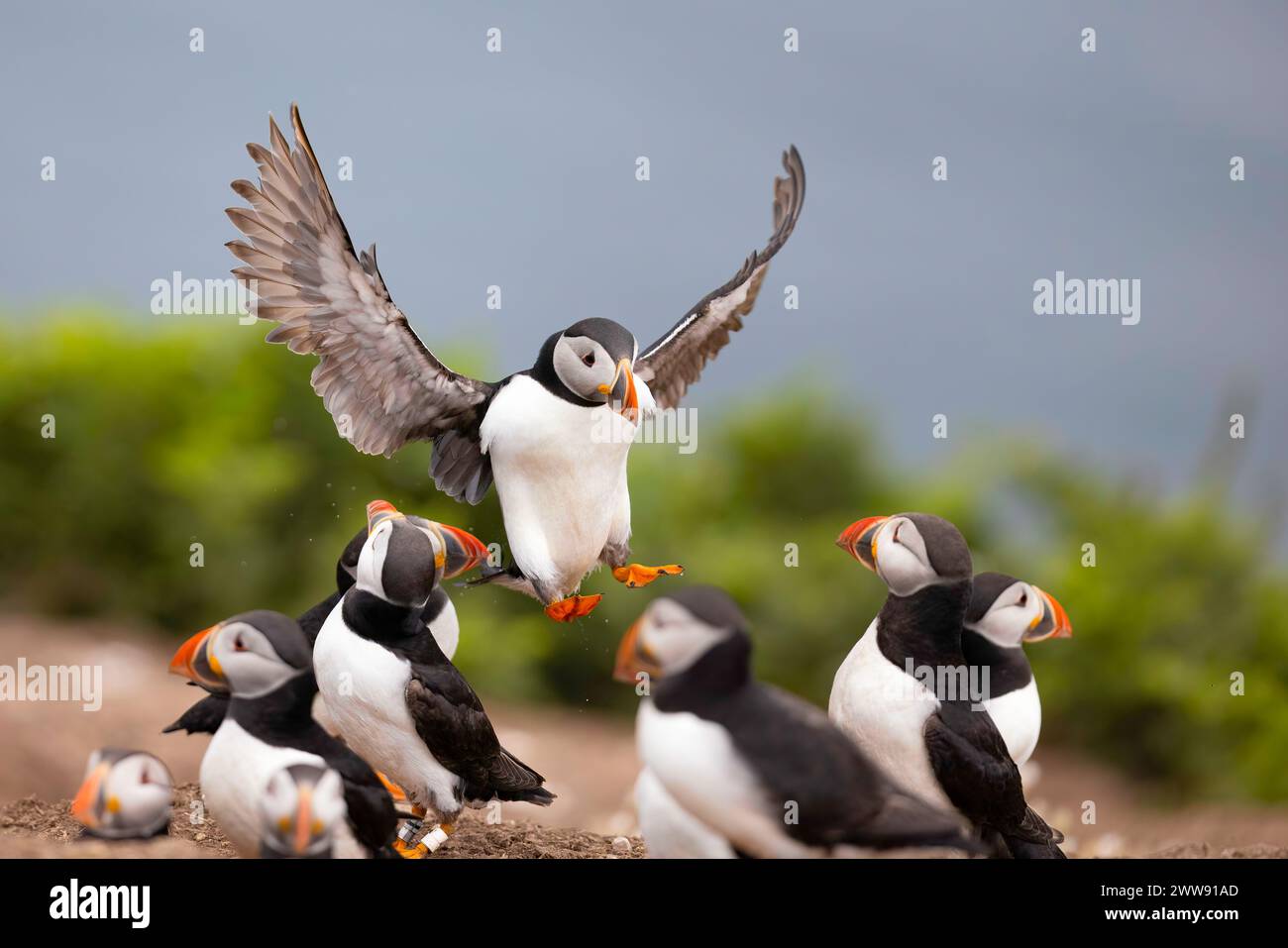 Puffins on skomer Stock Photo - Alamy