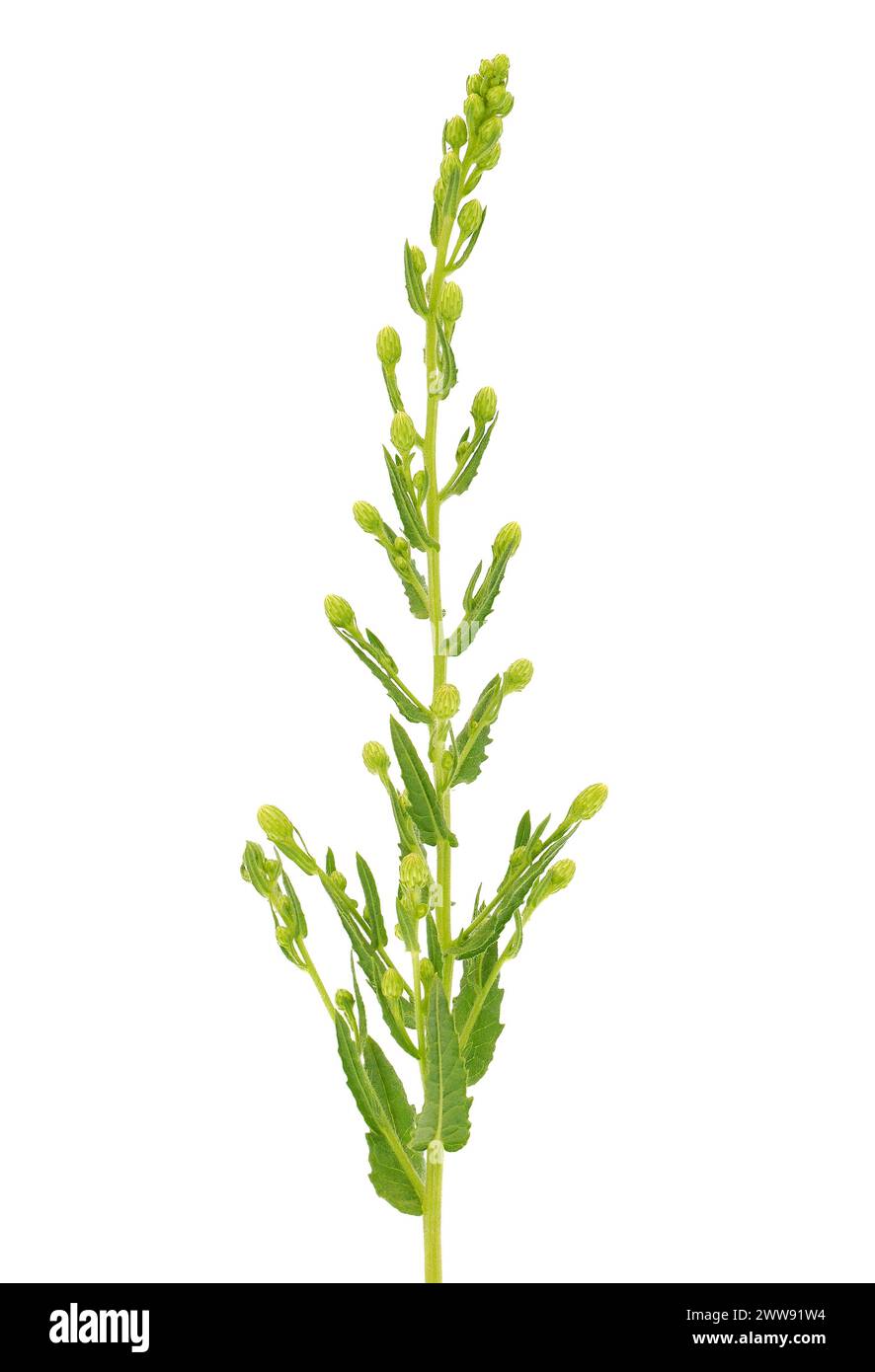 Sticky fleabane dittrichia viscosa hi-res stock photography and images ...