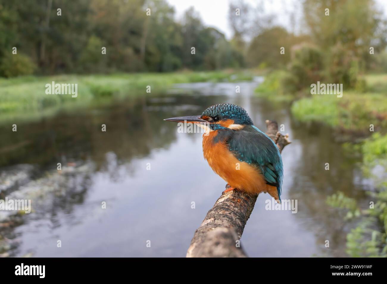 Wide angle kingfisher up close Stock Photo - Alamy