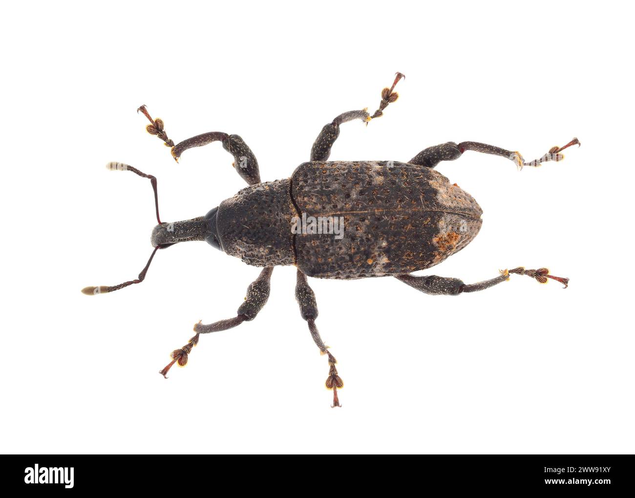 White pine weevils hi-res stock photography and images - Alamy