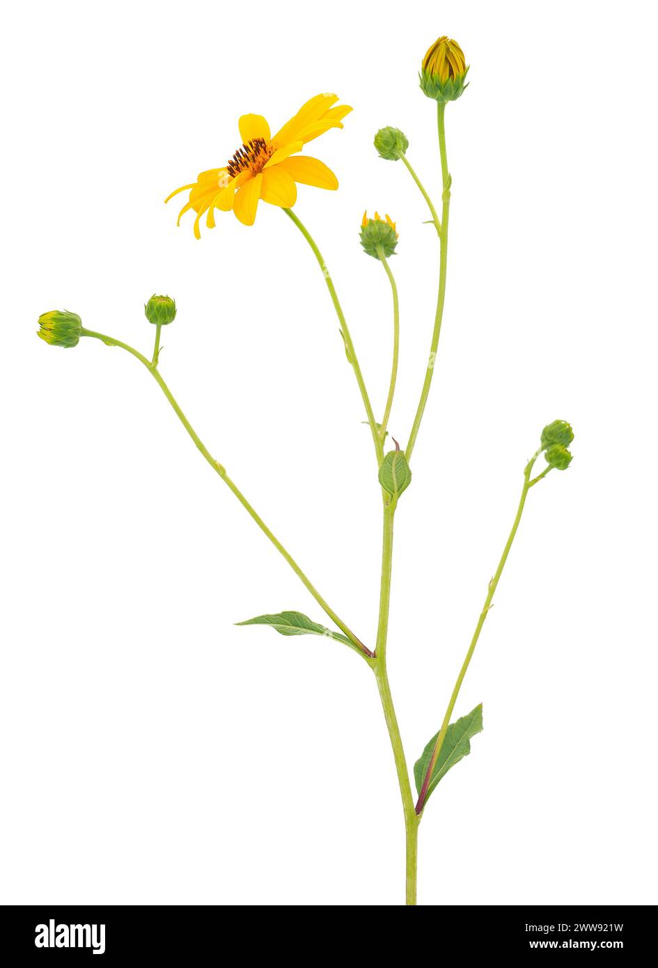 Cheerful sunflower isolated on white background, Helianthus laetiflorus ...
