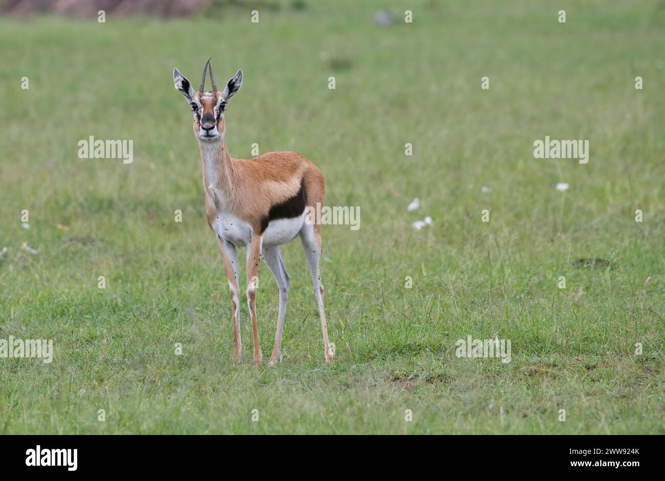Thomson's gazelle (Gazella rufifrons), also known as the red-fronted ...