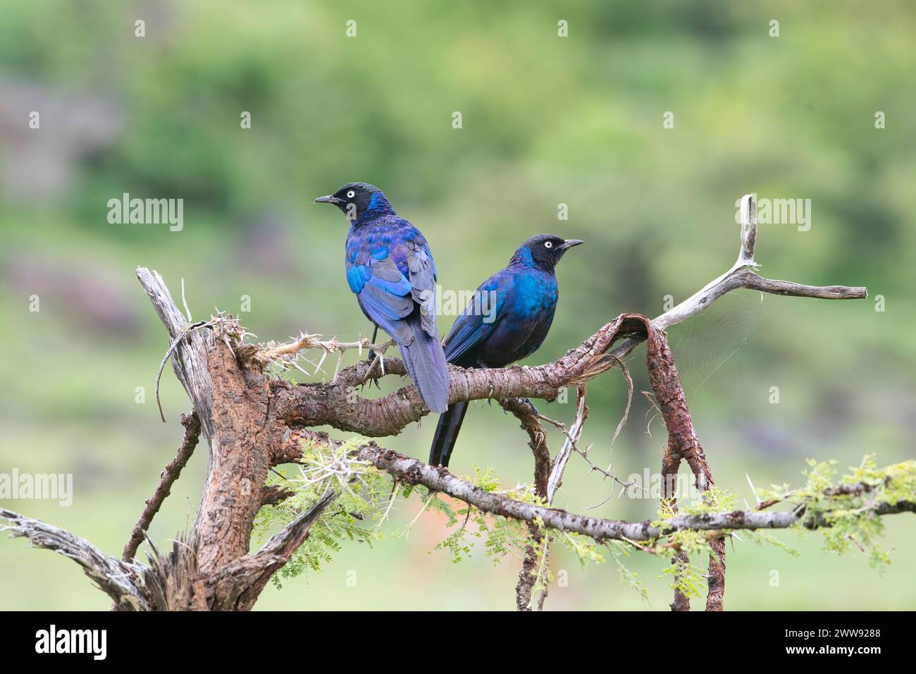 Ruppell's starling (Lamprotornis purpuroptera), formerly known as ...