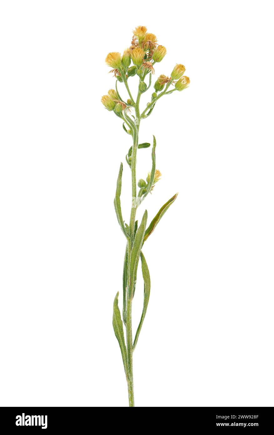 Guernsey fleabane isolated on white background, Erigeron sumatrensis ...