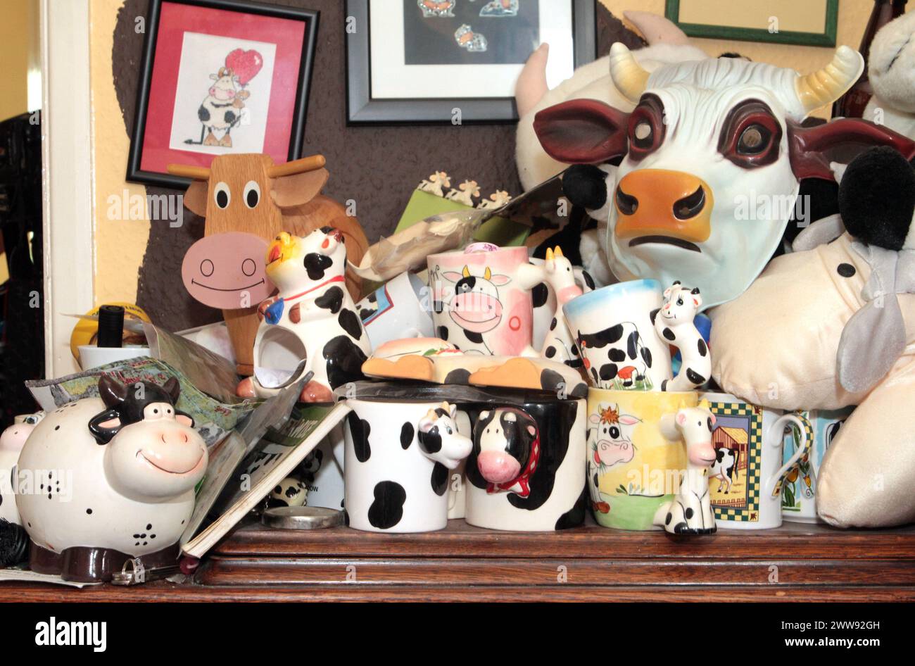 Muriel Edwin, 62, with her cow collection in Hulland Ward, Derbyshire ...