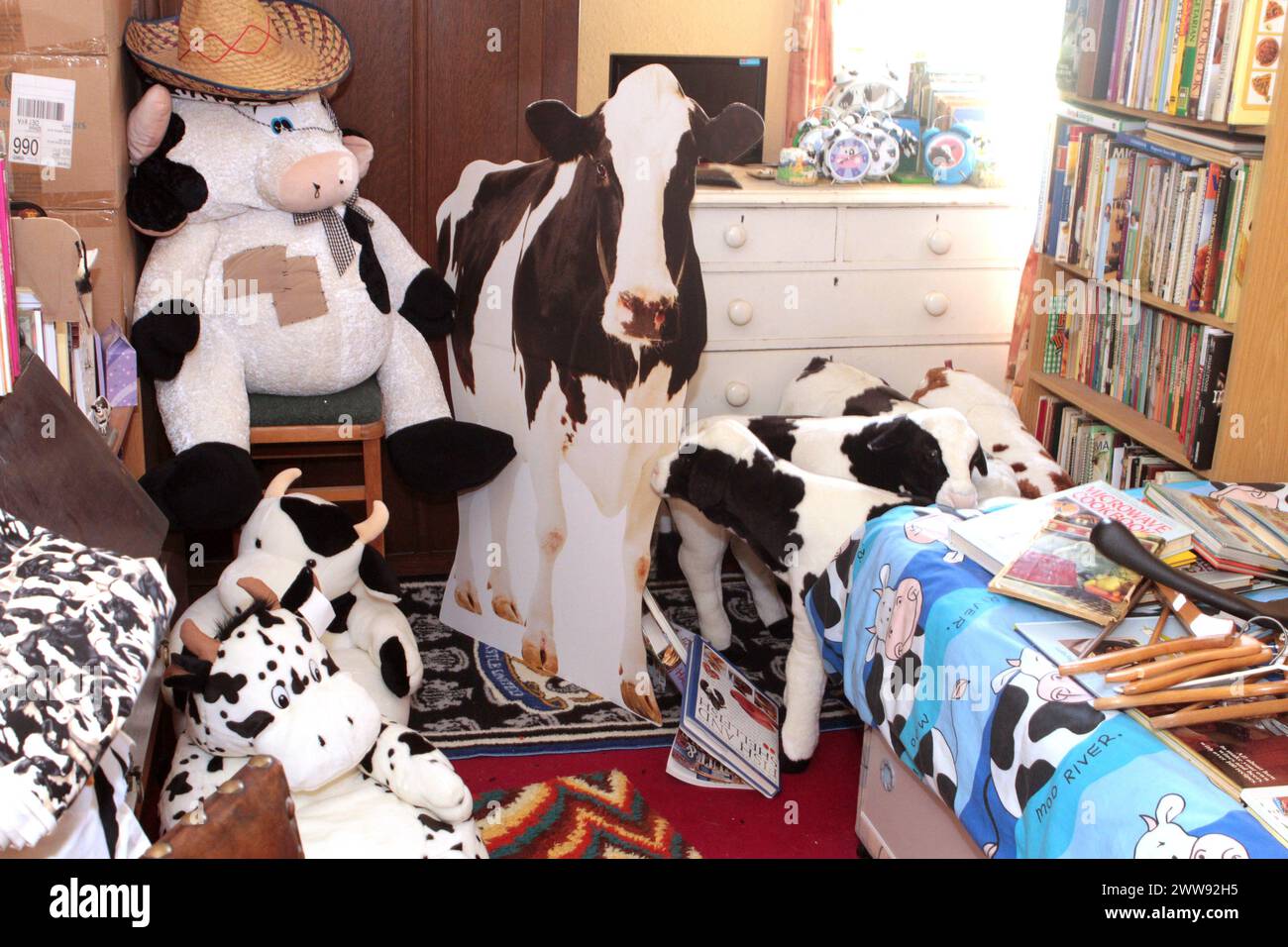 Muriel Edwin, 62, with her cow collection in Hulland Ward, Derbyshire ...