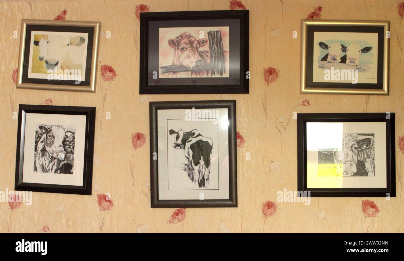 Muriel Edwin, 62, with her cow collection in Hulland Ward, Derbyshire ...