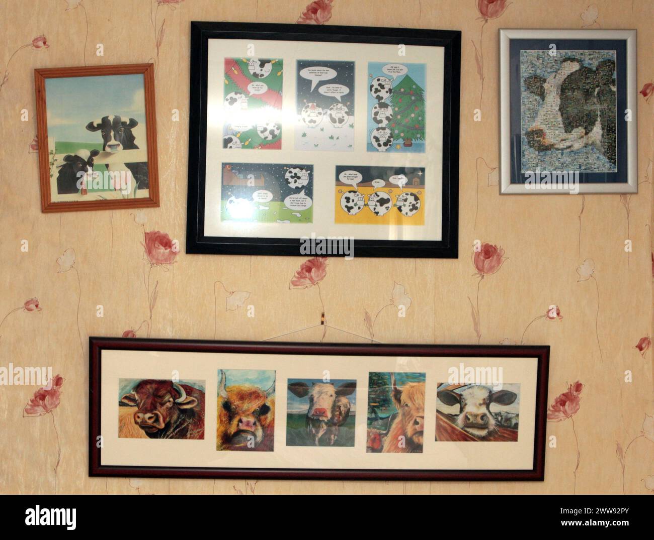 Muriel Edwin, 62, with her cow collection in Hulland Ward, Derbyshire ...