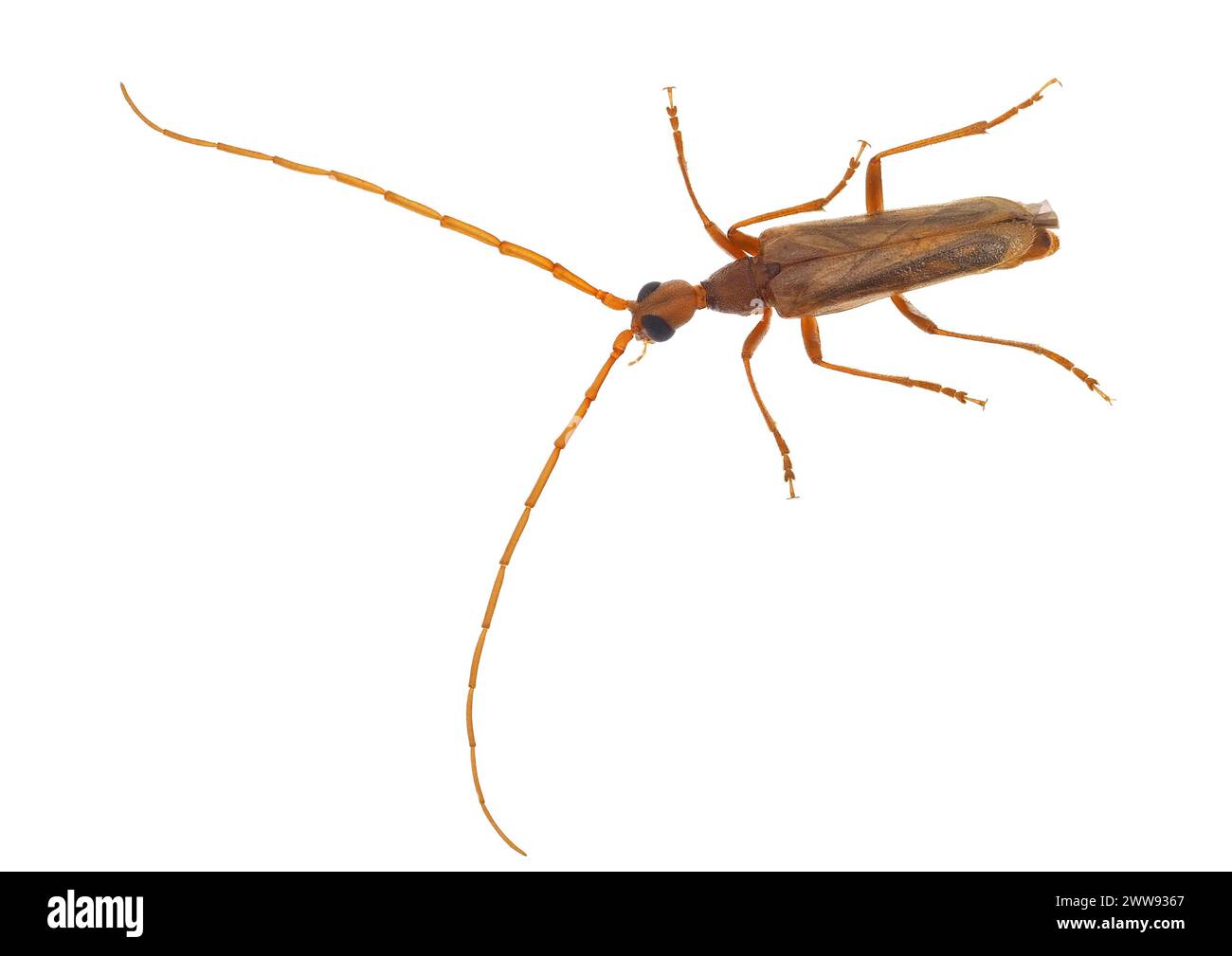 False blister beetle isolated on white background, Nacerdes carniolica ...