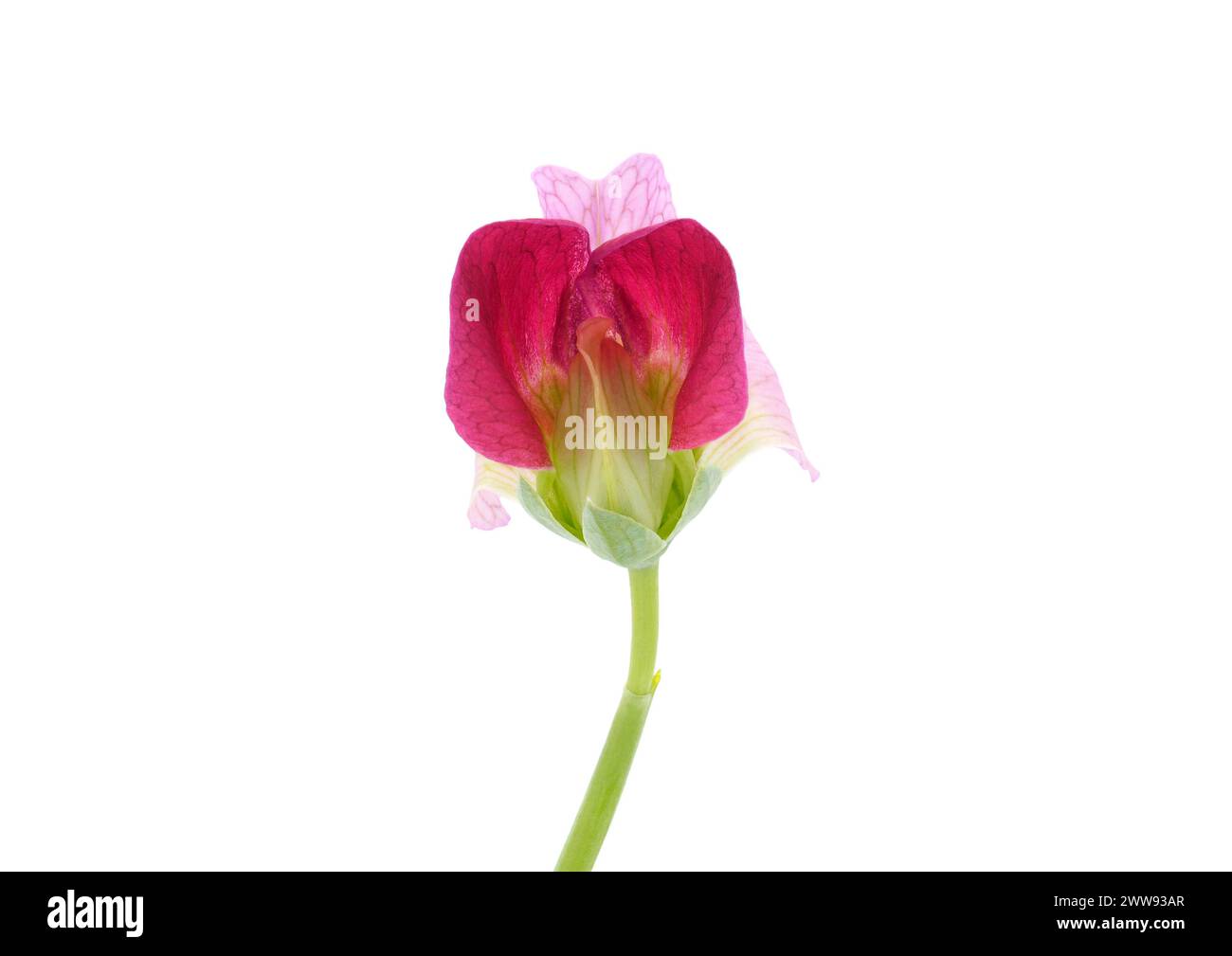 Pea plant flower isolated on white background, Pisum sativum Stock ...