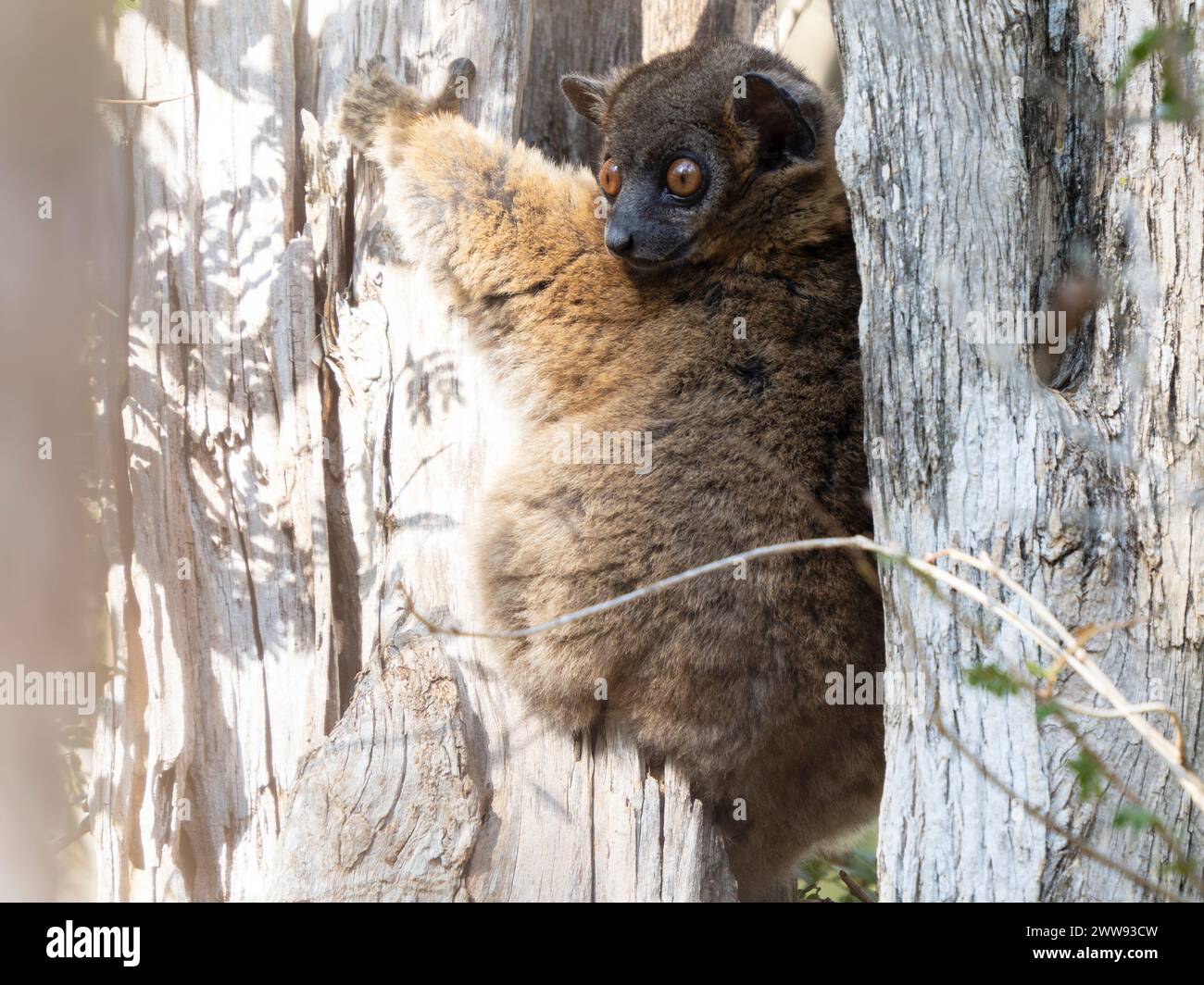 Hubbards sportive lemur, Lepilemur hubbardorum, Zombitse-Vohibasia ...