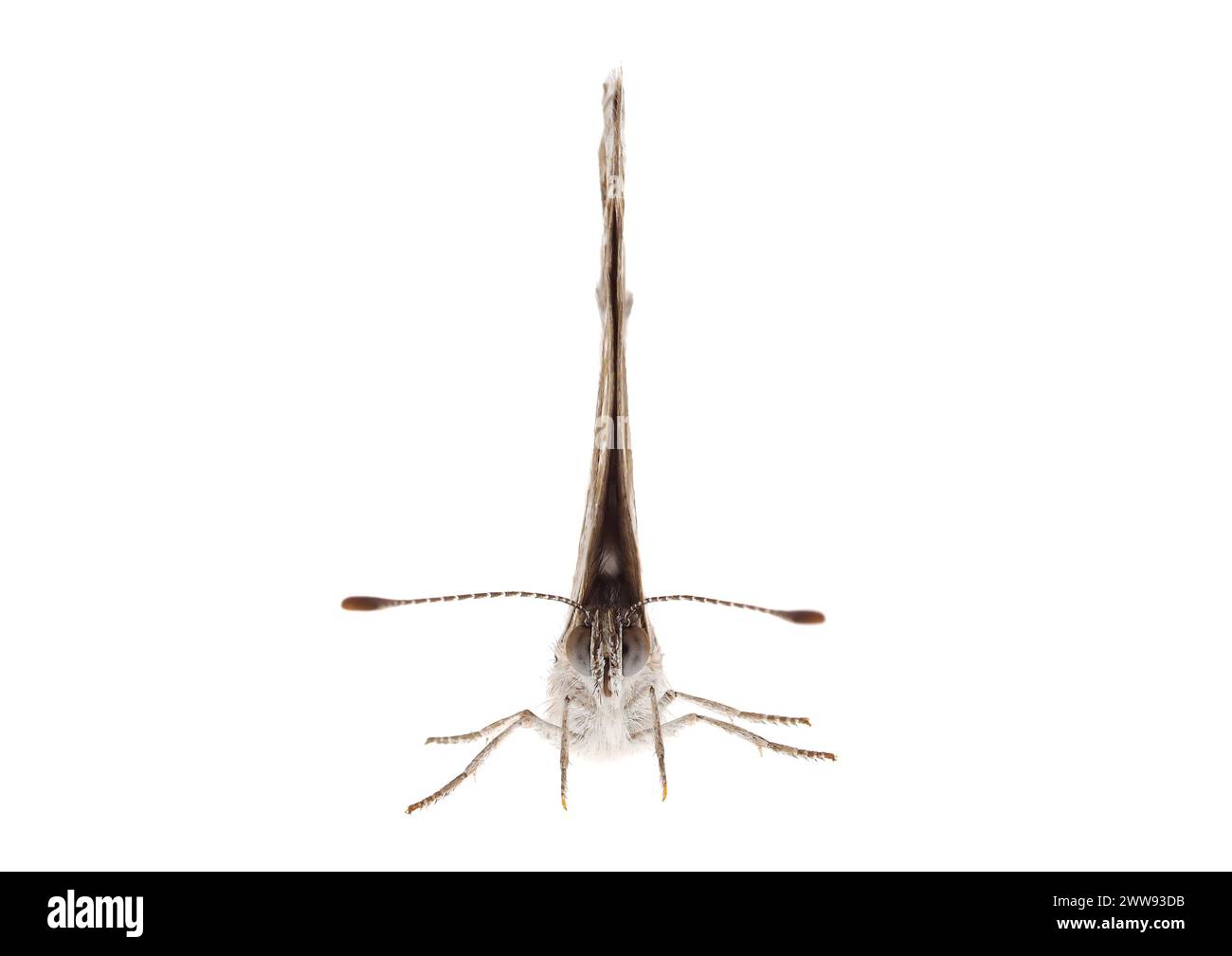 Geranium bronze isolated on white background, Cacyreus marshalli Stock ...