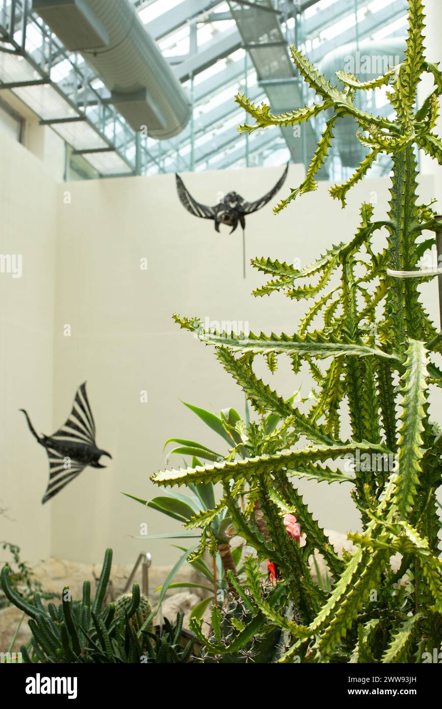 Art sculptures in the shape of manta rays hang from the ceiling as if ...