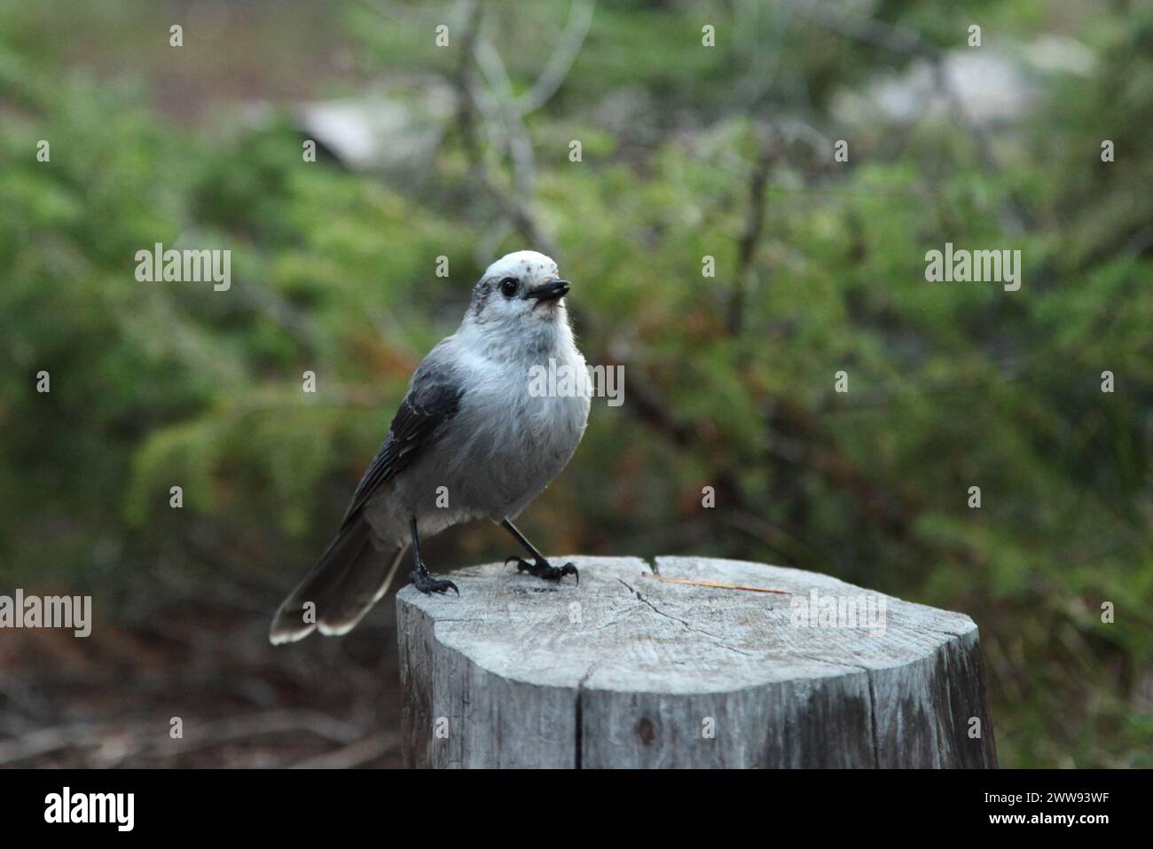 Canada Jay (Perisoreus canadensis) bird on a stump in Yellowstone ...