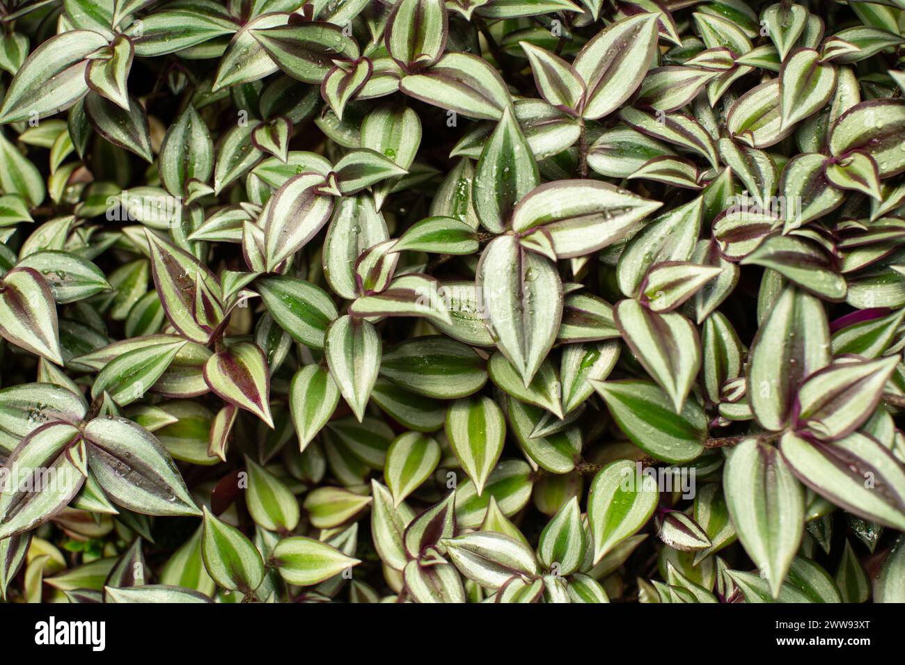 Zebrina purpusii, commonly known as the inch plant, has a striking leaf ...