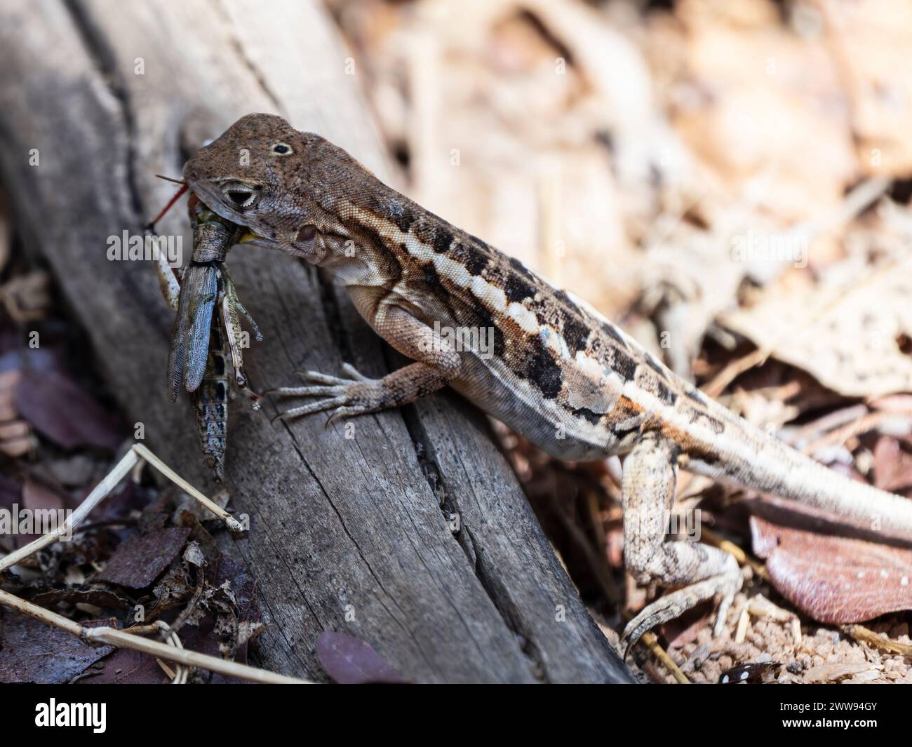 Calarodon madagascariensis hi-res stock photography and images - Alamy