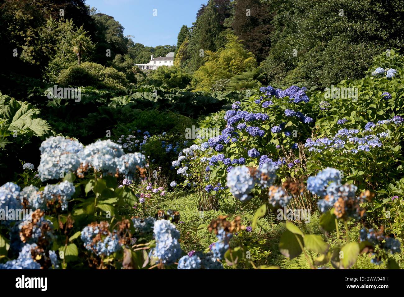 16/08/13 ***FAO ASH HUSSAIN*** 360 degree panorama of Trebah Gardens ...