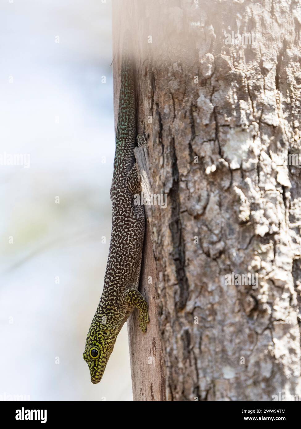 Standing's day gecko, Phelsuma standingi, Zombitse-Vohibasia National ...