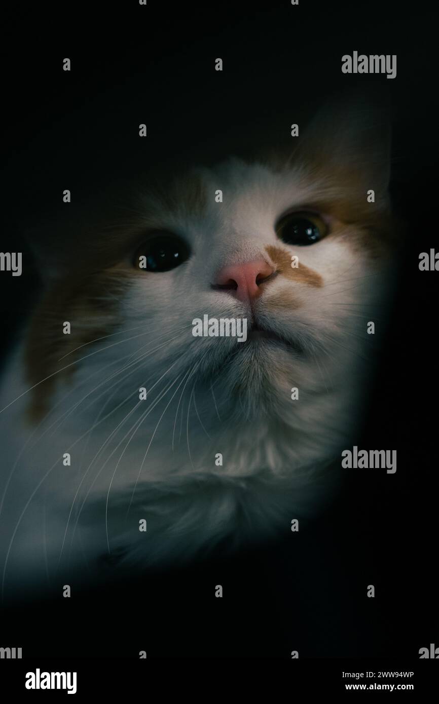 Orange nose hi-res stock photography and images - Alamy