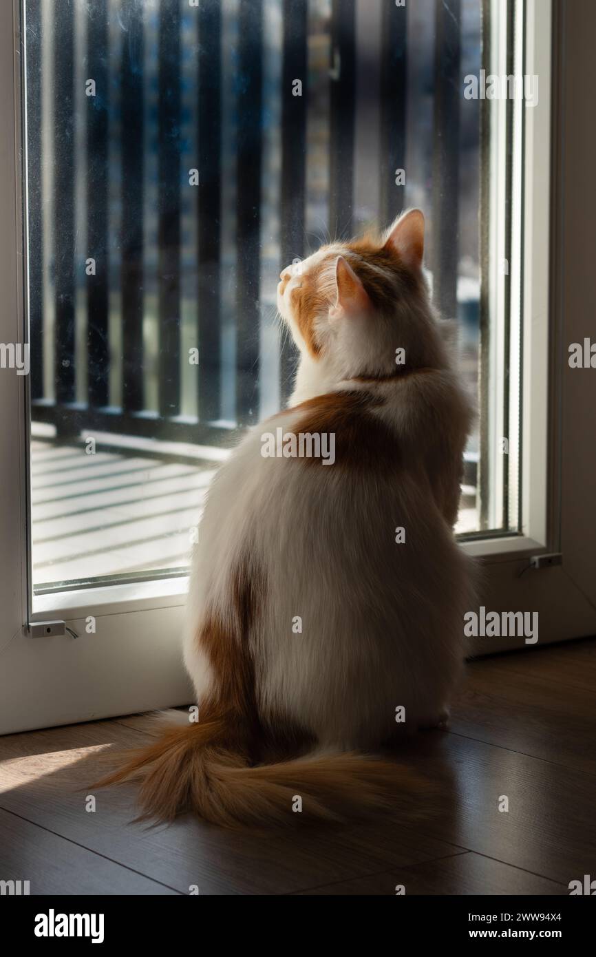 Cat looking outside Stock Photo - Alamy