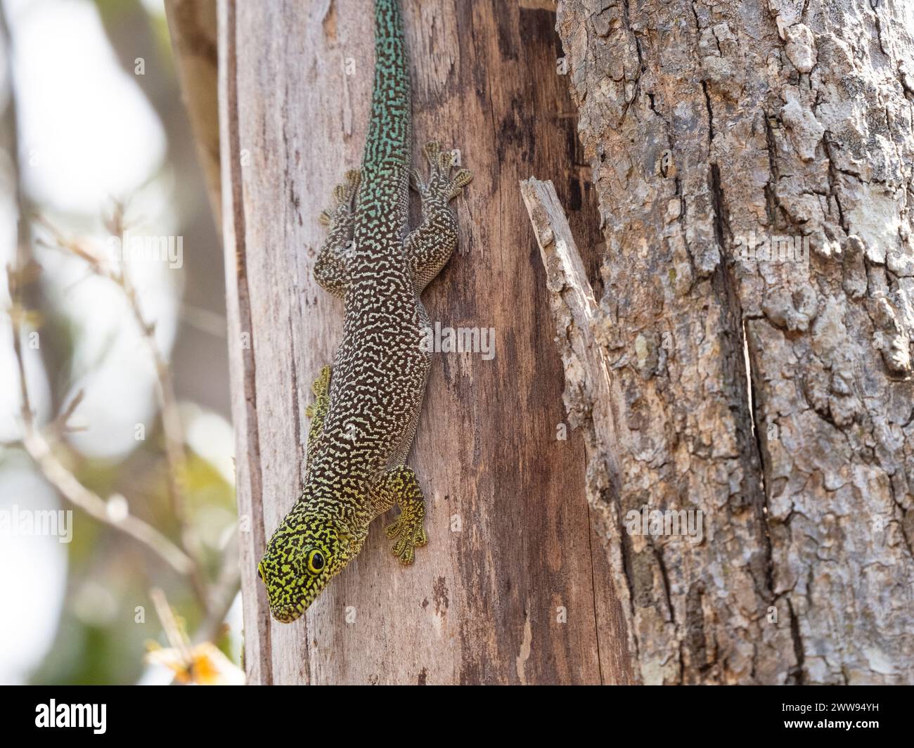 Standing's day gecko, Phelsuma standingi, Zombitse-Vohibasia National ...